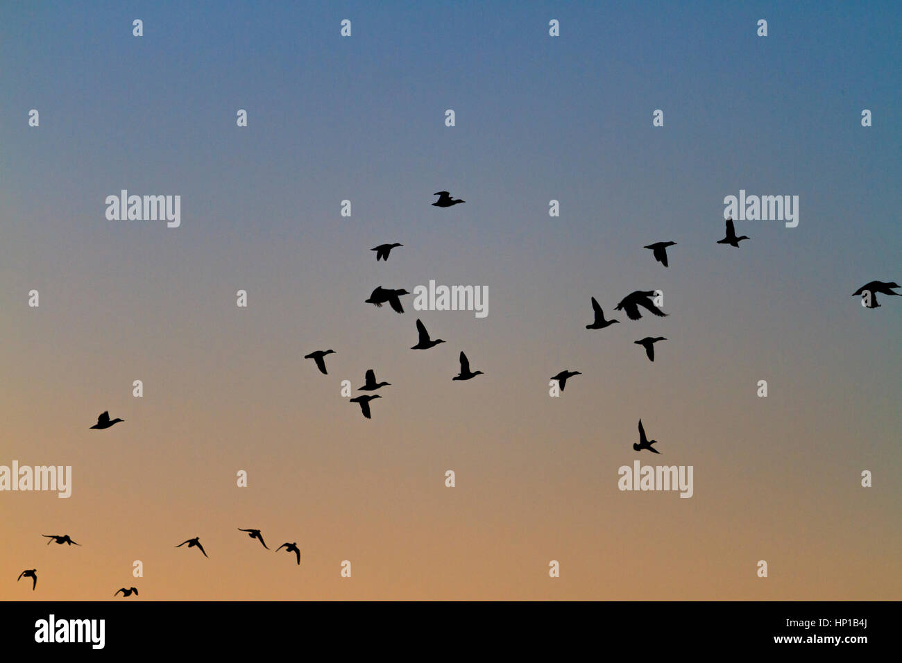 Morning hunt hi-res stock photography and images - Alamy