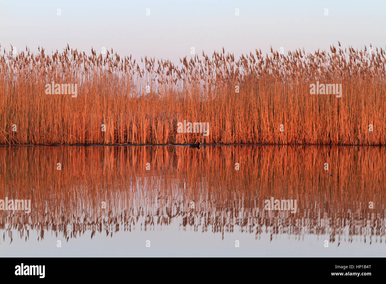 reed and coot illuminated red sun,wildlife, spring migration, migratory ...