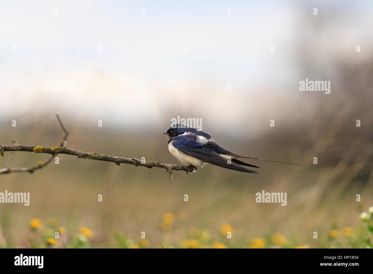 Swallow resting after a flight over the sea,wildlife, spring migration ...