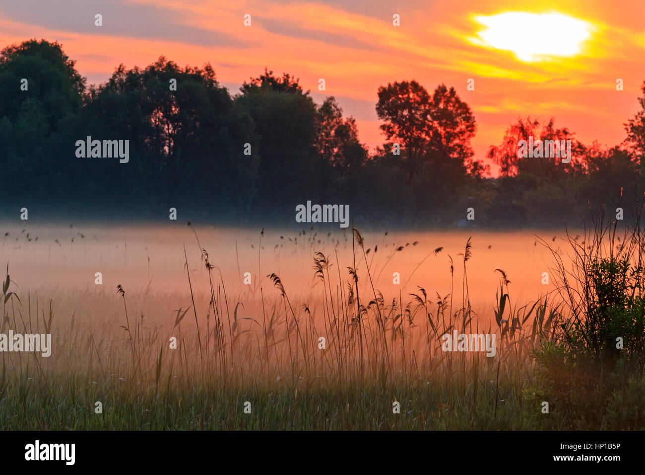 morning mist on marshlands,spring, sunrise, fog, beautiful colors, the ...