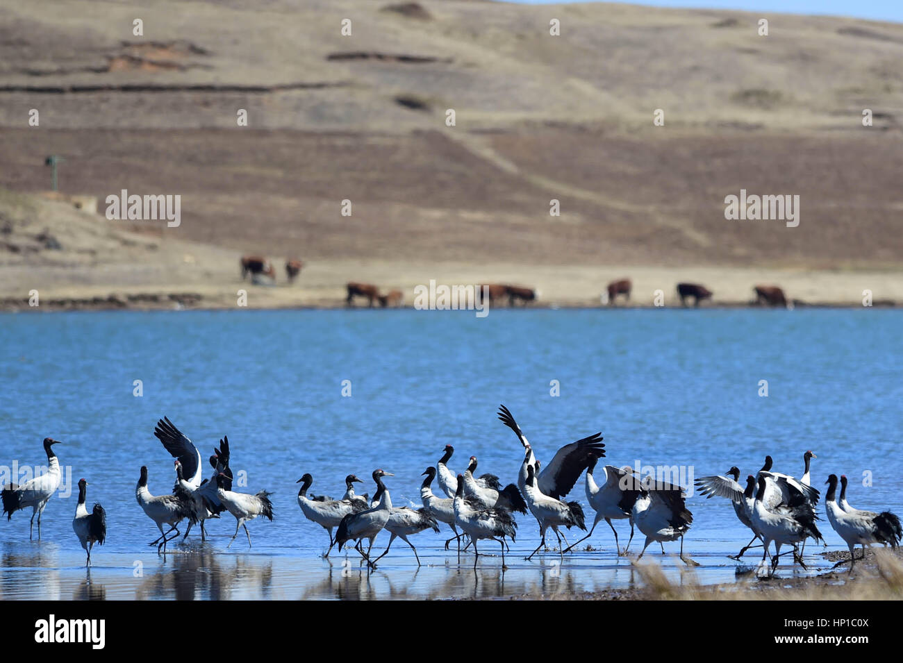 Zhaotong, China's Yunnan Province. 16th Feb, 2017. Black-necked cranes ...