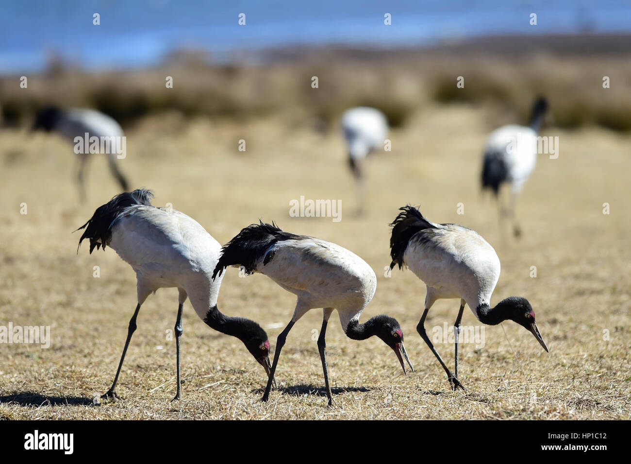 Zhaotong, China's Yunnan Province. 16th Feb, 2017. Black-necked cranes ...