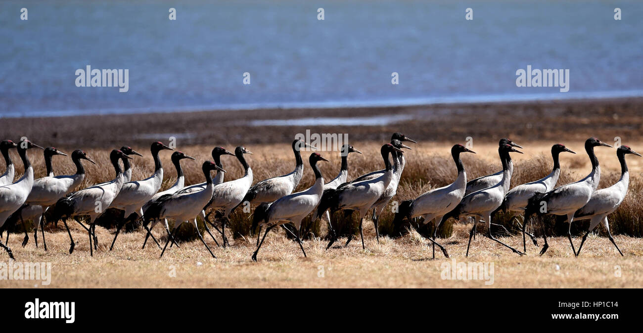 Zhaotong, China's Yunnan Province. 16th Feb, 2017. Black-necked cranes ...