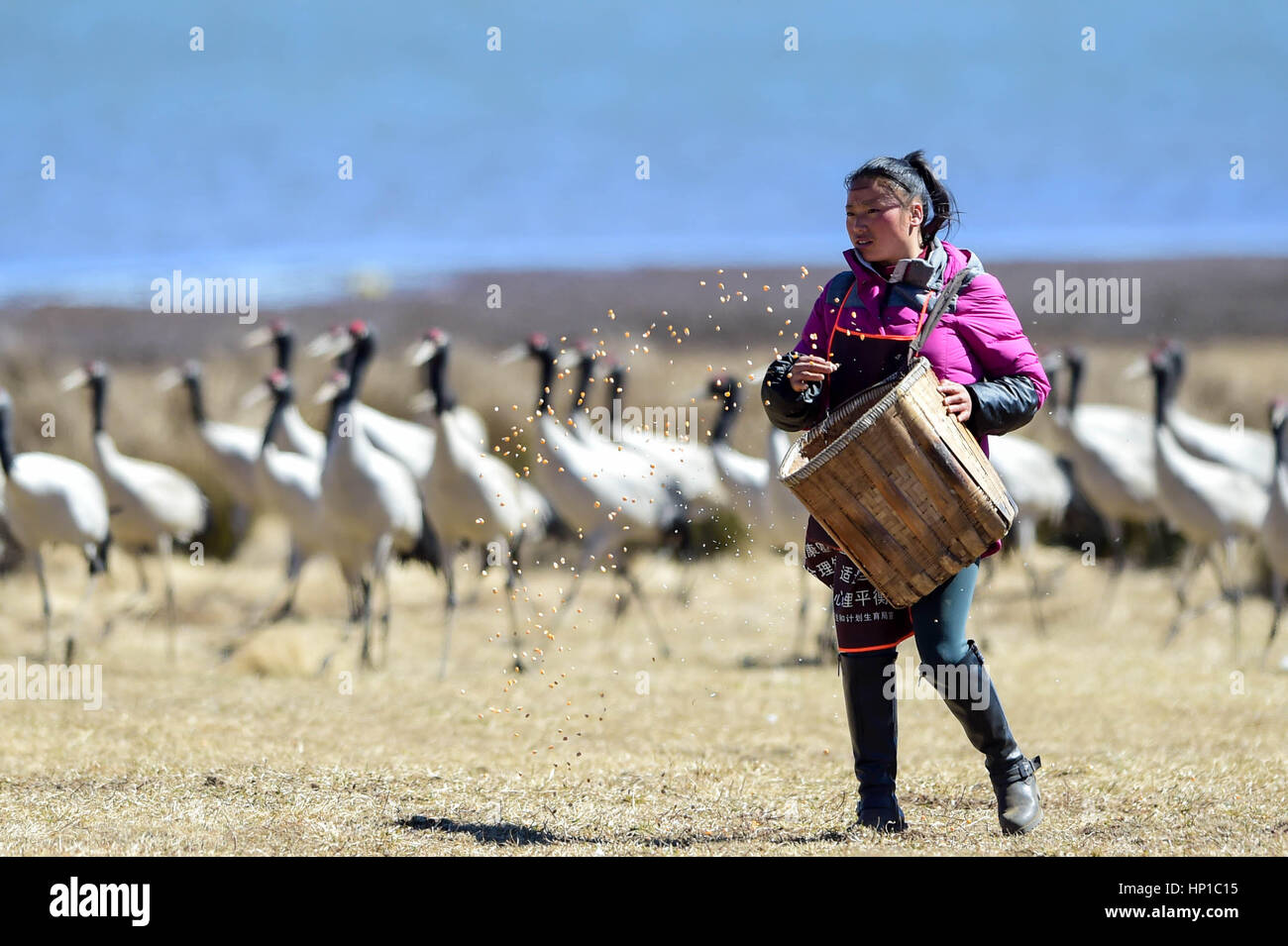 Zhaotong, China's Yunnan Province. 16th Feb, 2017. A keeper feeds black ...