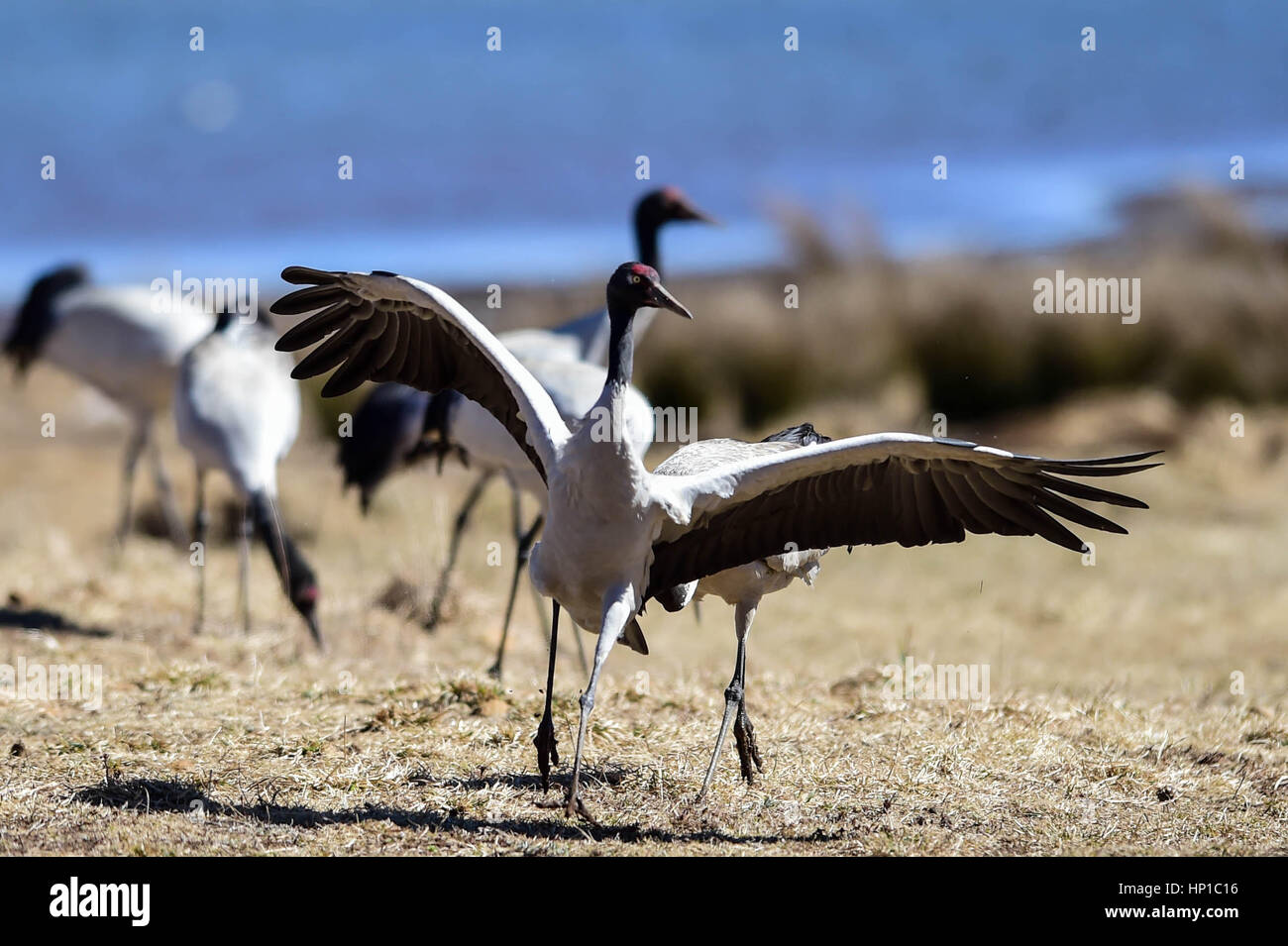 Zhaotong, China's Yunnan Province. 16th Feb, 2017. Black-necked cranes ...