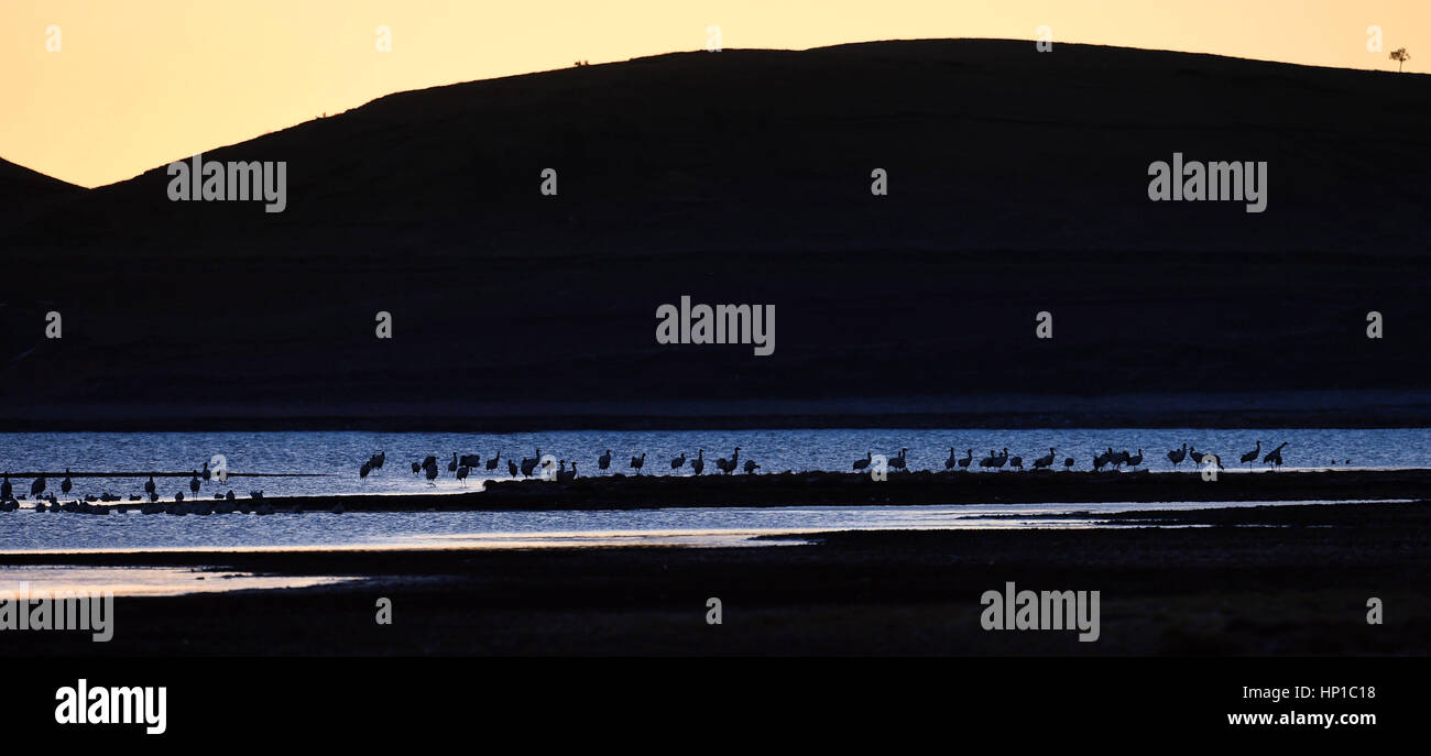Zhaotong, China's Yunnan Province. 16th Feb, 2017. Black-necked cranes ...