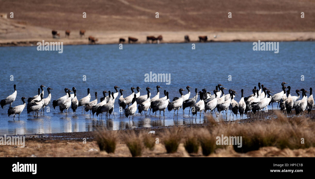 Zhaotong, China's Yunnan Province. 16th Feb, 2017. Black-necked cranes ...