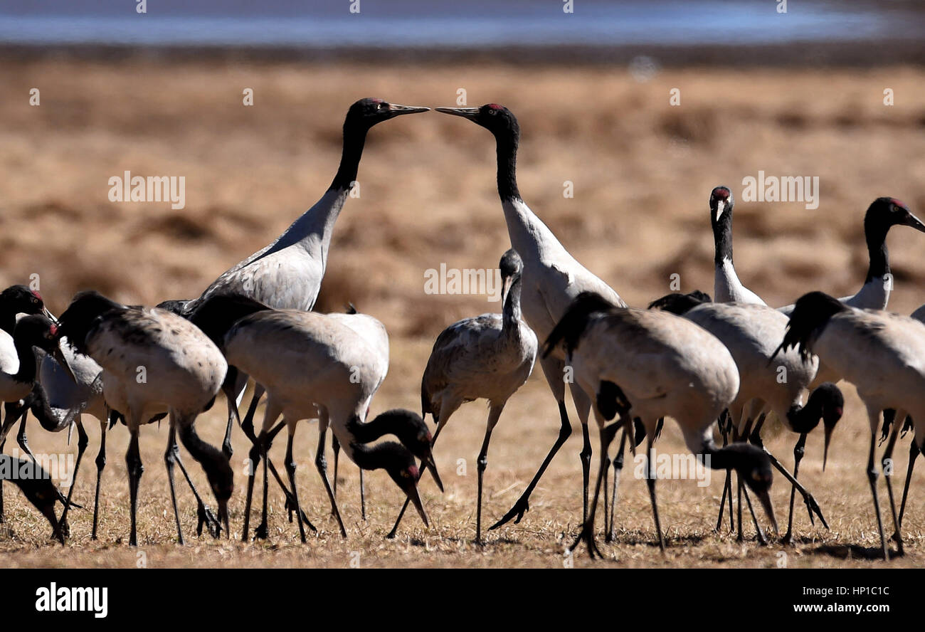 Zhaotong, China's Yunnan Province. 16th Feb, 2017. Black-necked cranes ...