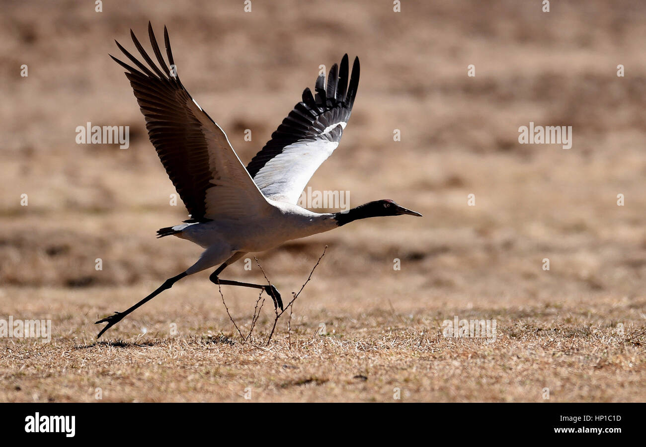 Zhaotong, China's Yunnan Province. 16th Feb, 2017. A black-necked crane ...