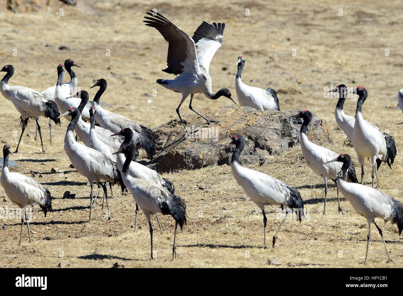 Zhaotong, China's Yunnan Province. 16th Feb, 2017. Black-necked cranes ...