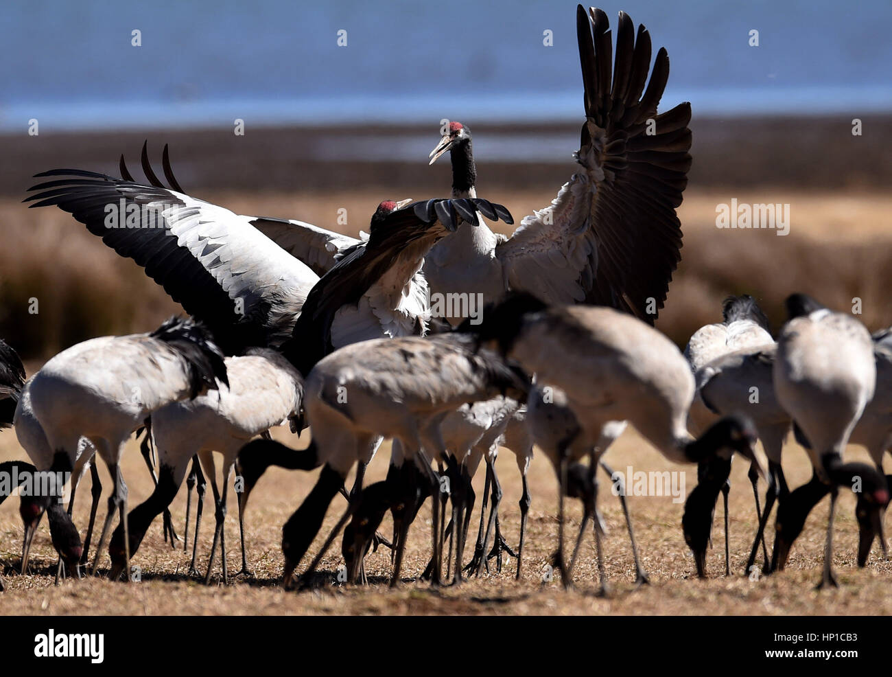 Zhaotong, China's Yunnan Province. 16th Feb, 2017. Black-necked cranes ...