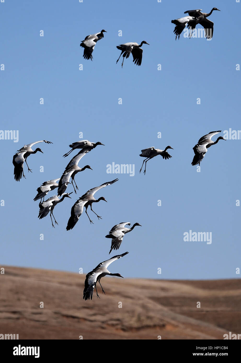Zhaotong, China's Yunnan Province. 16th Feb, 2017. Black-necked cranes ...