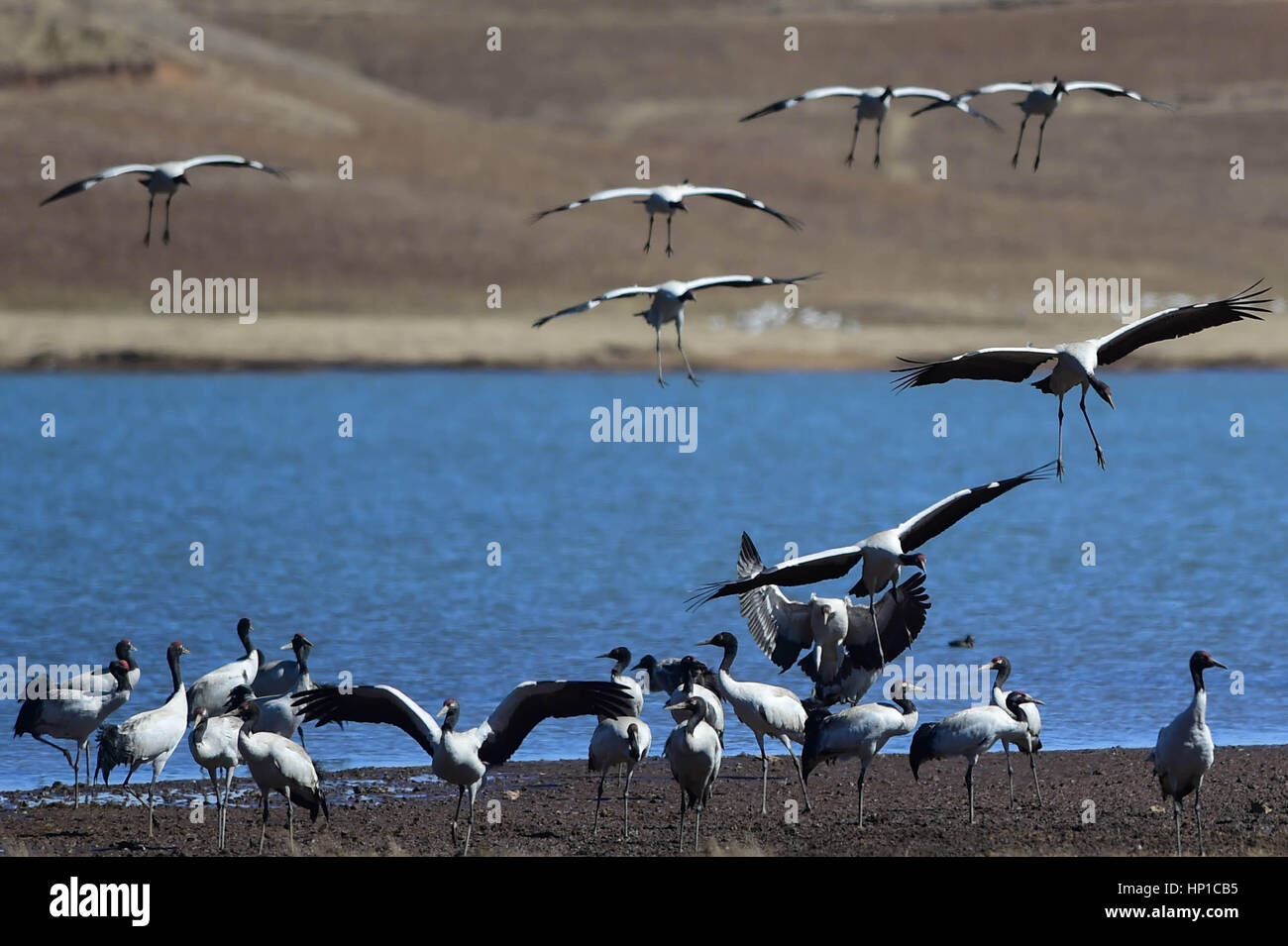 Zhaotong, China's Yunnan Province. 16th Feb, 2017. Black-necked cranes ...