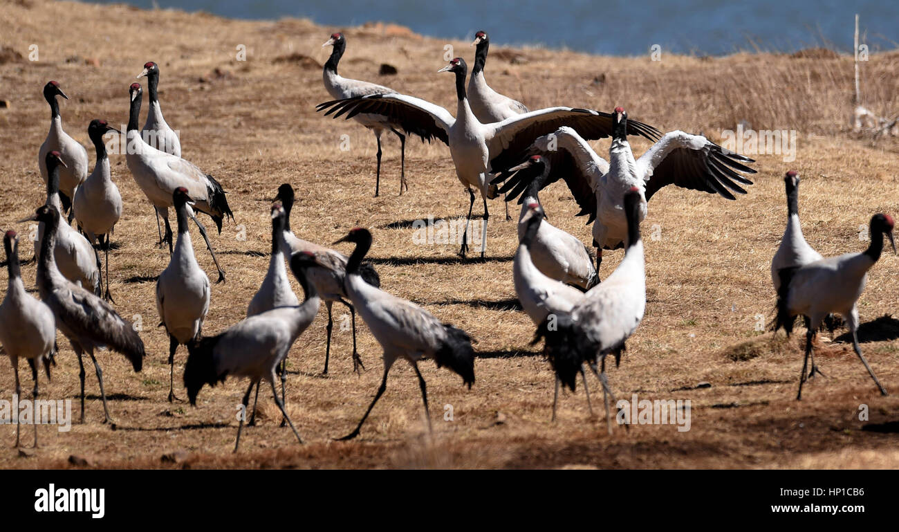 Zhaotong, China's Yunnan Province. 16th Feb, 2017. Black-necked cranes ...