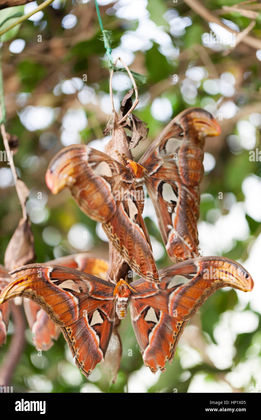 Atlas moth attacus atlas hi-res stock photography and images - Alamy