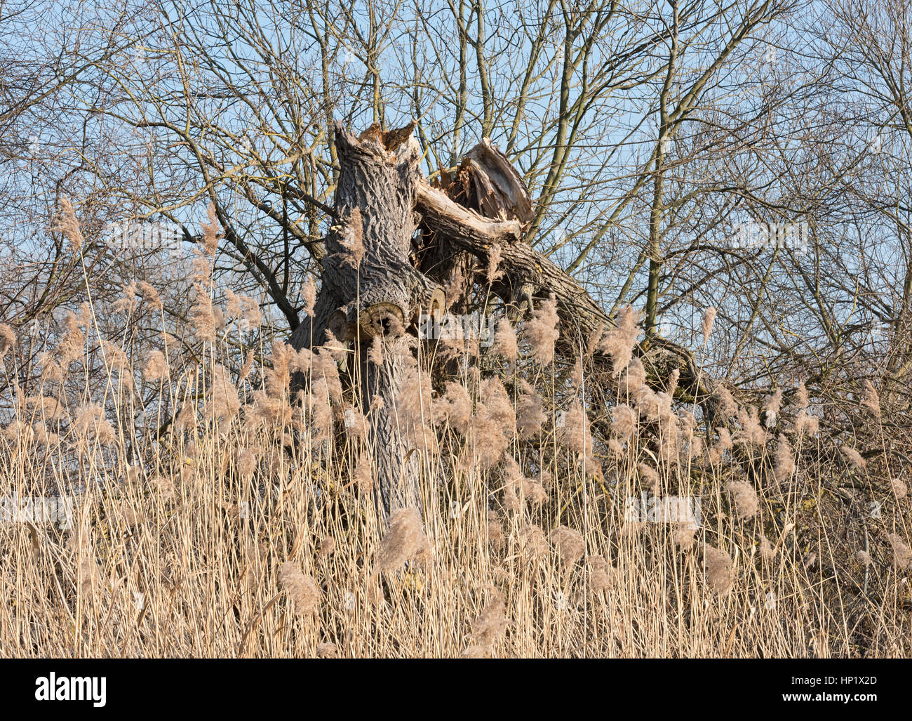 Dead old willow tree hi-res stock photography and images - Alamy