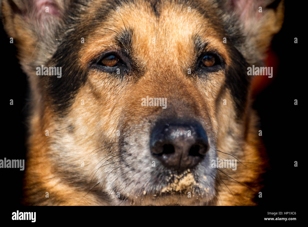 German shepherd head shot hi-res stock photography and images - Alamy
