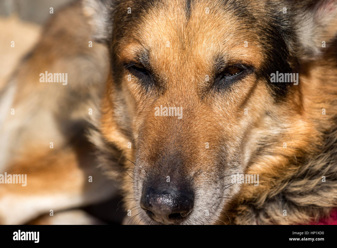 German shepherd head shot hi-res stock photography and images - Alamy