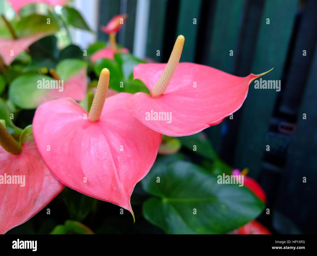 Anthurium flower pink color. Blossoming plant of Anthurium/Flamingo ...