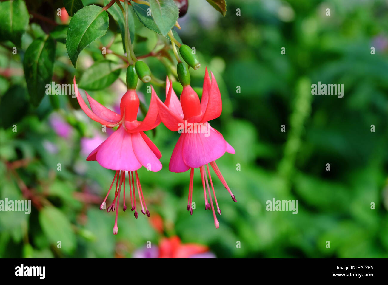 Red Fuchsia flowers brunch on green leaves background Stock Photo - Alamy