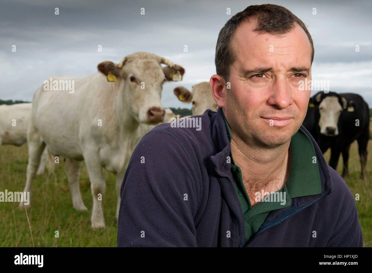 Beef farmer James Small with his herd of White Bred Beef Shorthorn ...