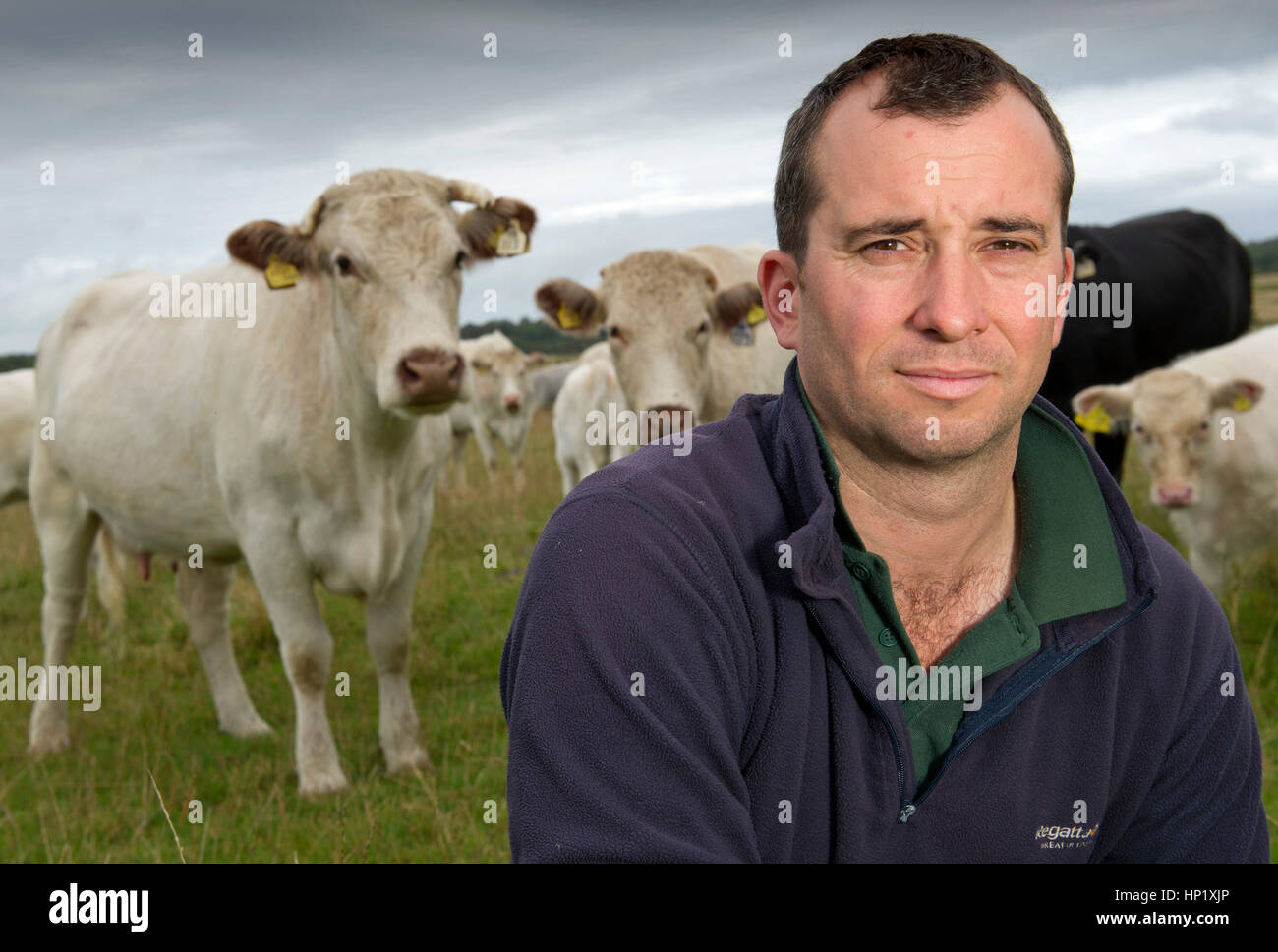 Beef farmer James Small with his herd of White Bred Beef Shorthorn ...
