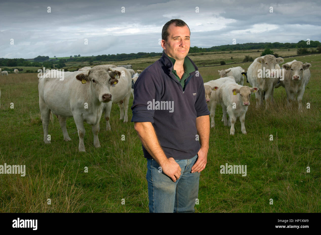 Small beef cattle hi-res stock photography and images - Alamy