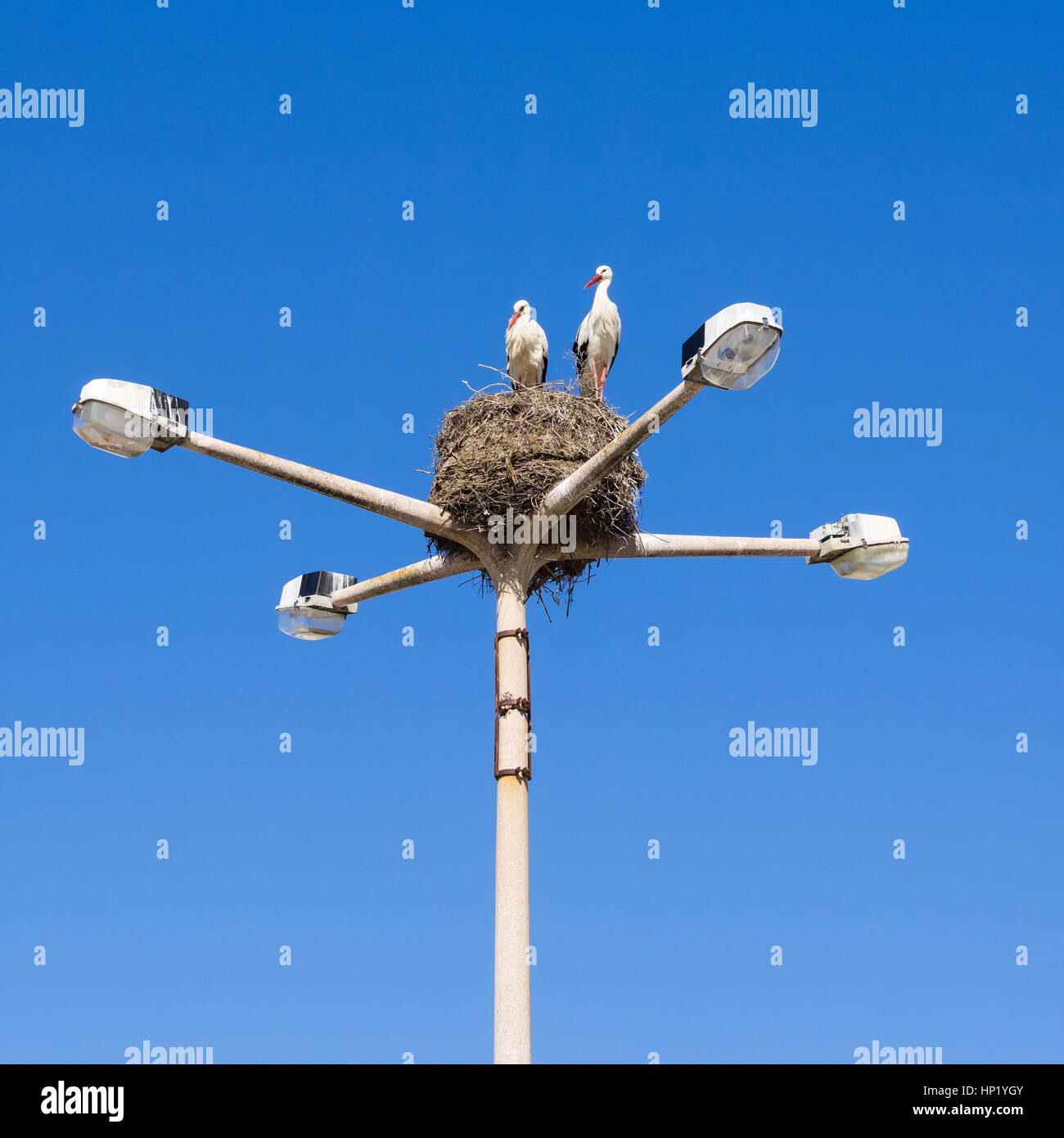 Couple of white storks nesting on a street lamp, Faro, Portugal Stock ...