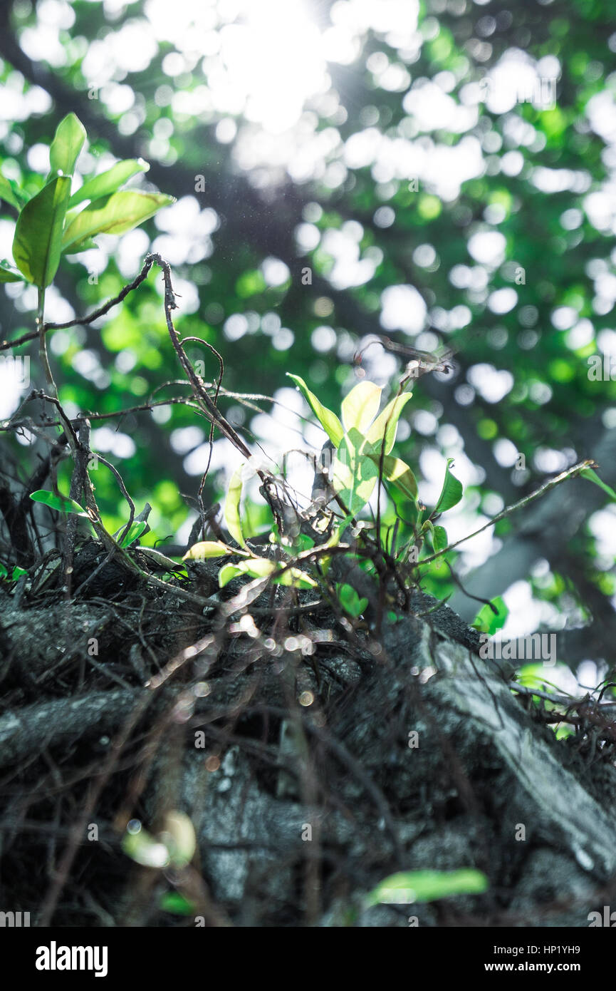 The hot sun shines through the jungle Stock Photo - Alamy