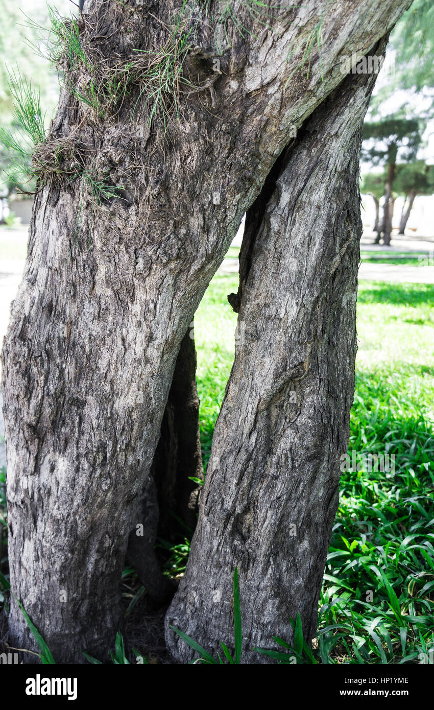trunk pine tree with a hole at the roots Stock Photo - Alamy