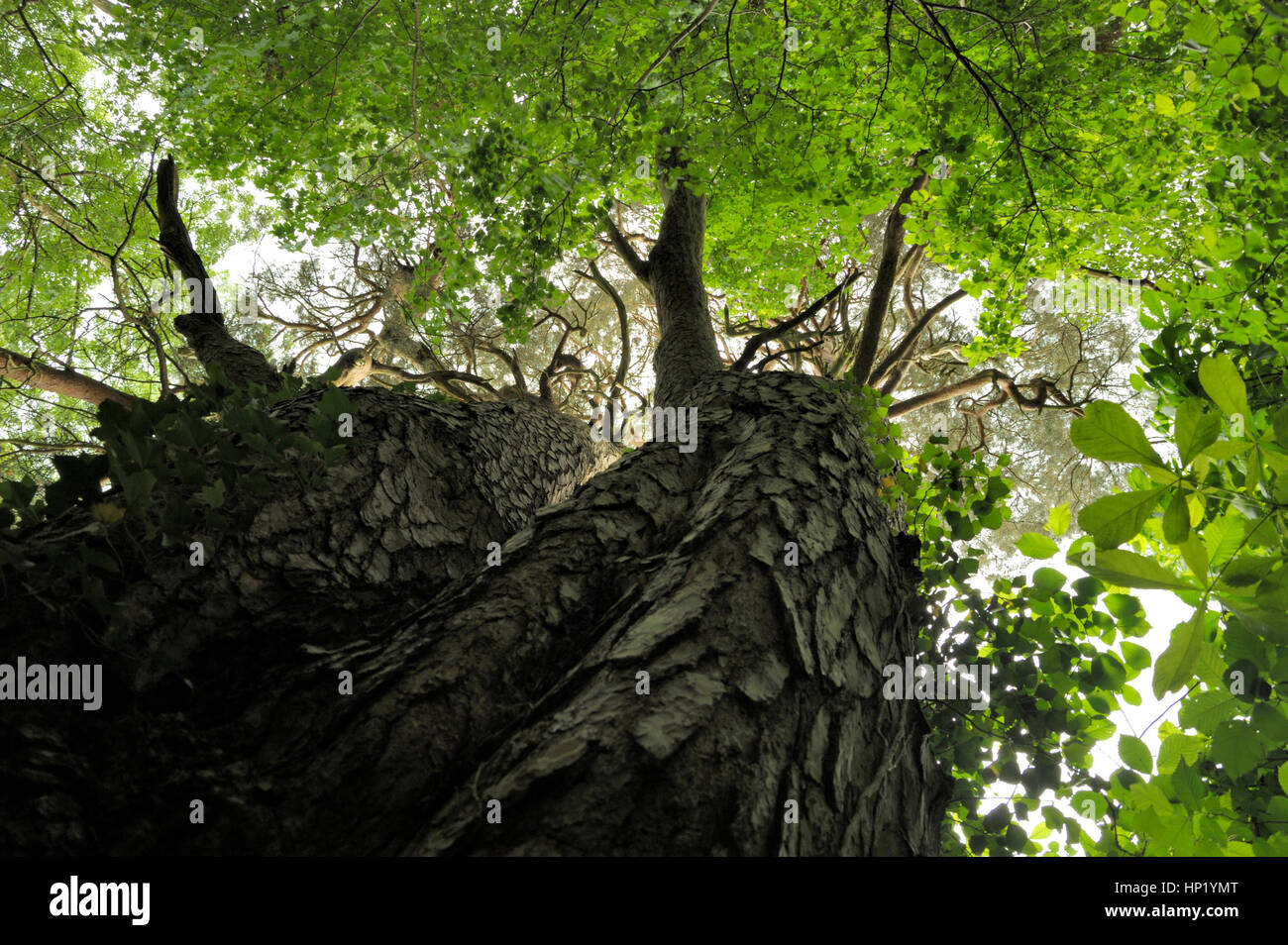 Scots Pine towering above the canopy at the edge of Cwrth y Gollen ...