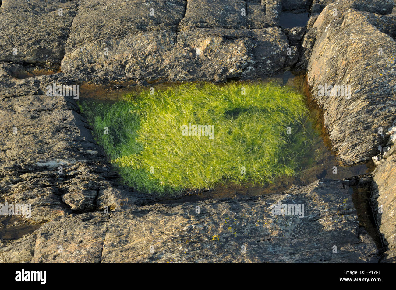 Rock Pool with Green Seaweed at Sheep's Head Stock Photo - Alamy
