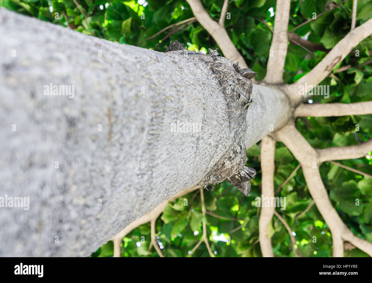 Divergent tree hi-res stock photography and images - Alamy