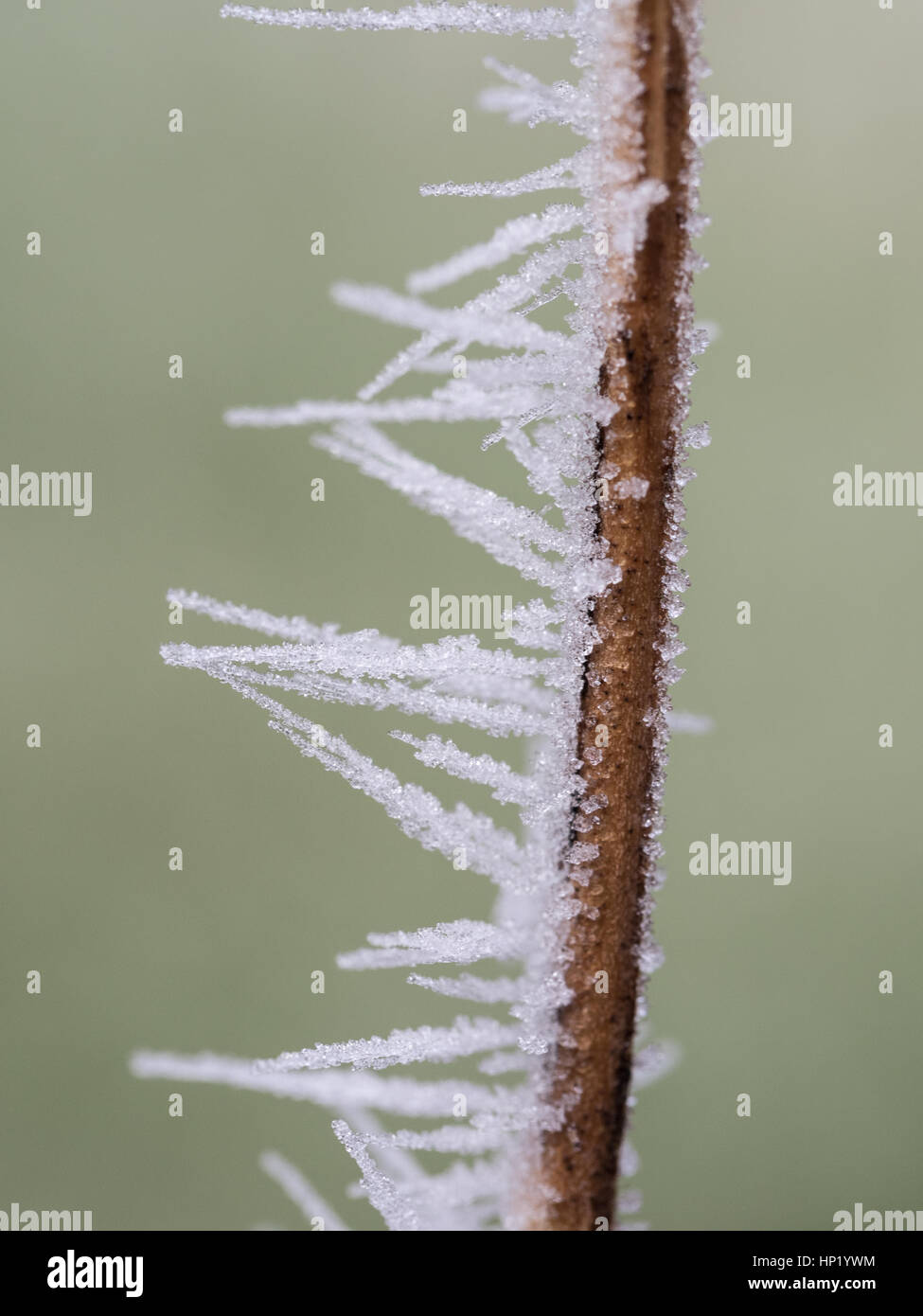 Freezing winter cold freeze frozen plant hi-res stock photography and ...
