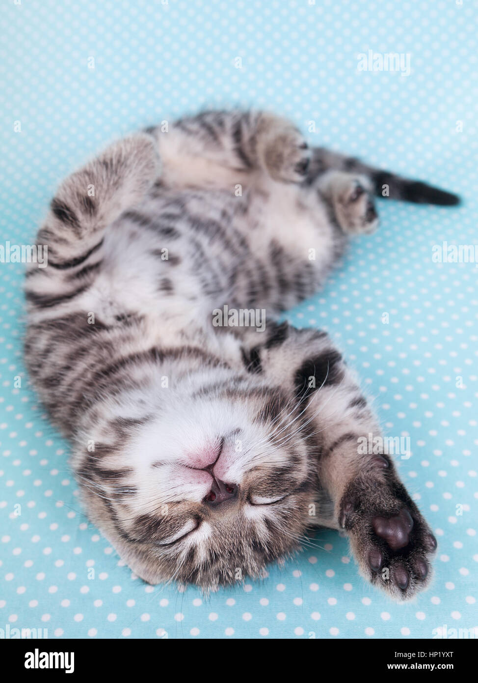 Little brown kitten blue eyes hi-res stock photography and images - Alamy