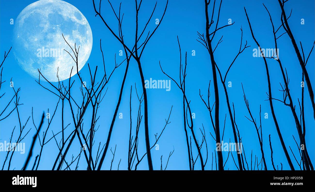 Moon behind branches hi-res stock photography and images - Alamy
