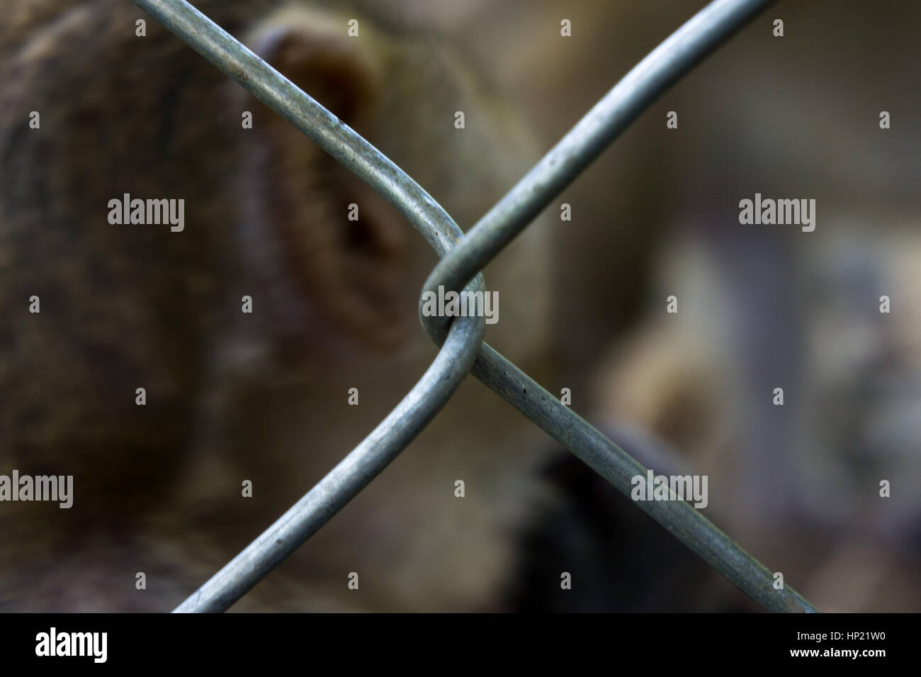 a Grille at the zoo. animal behind bars. cell Stock Photo - Alamy
