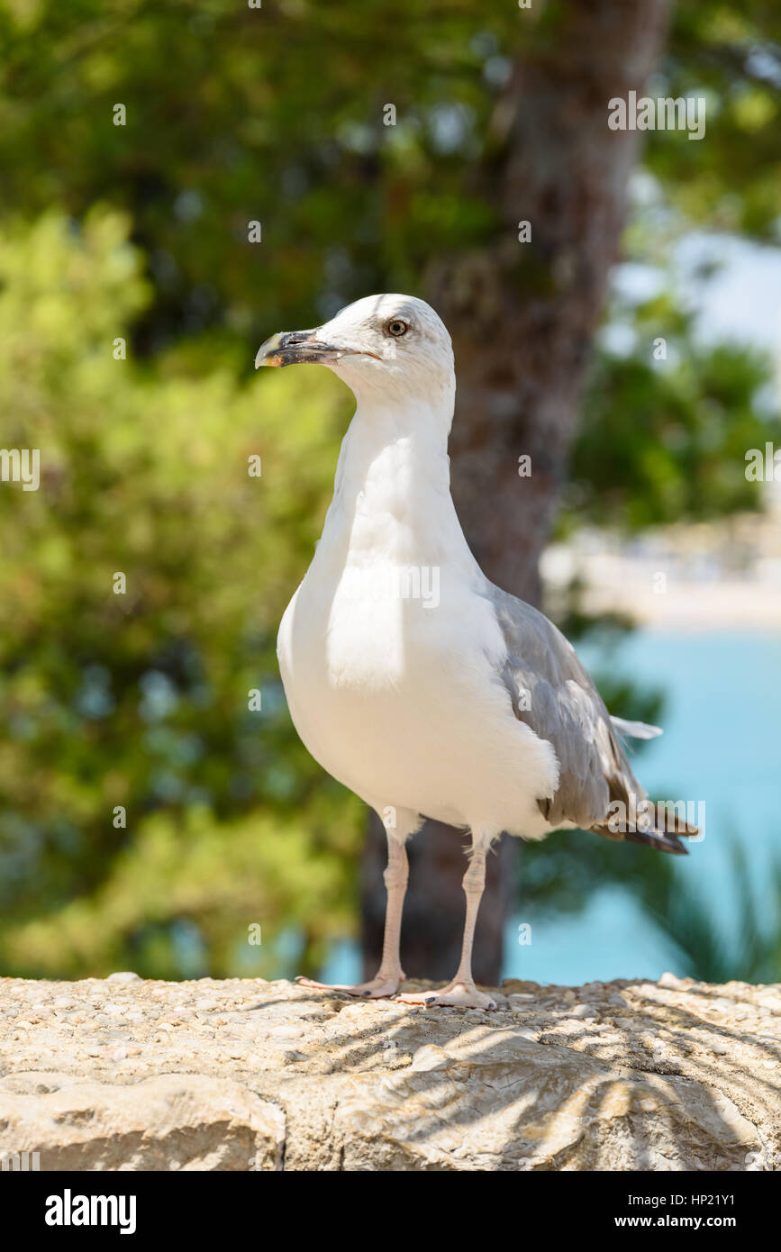 Seagull cute bird hi-res stock photography and images - Alamy