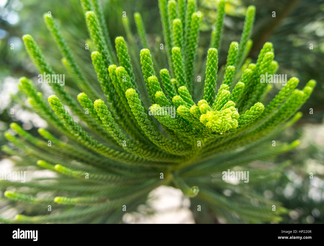 sprig of green tropical bush Stock Photo - Alamy