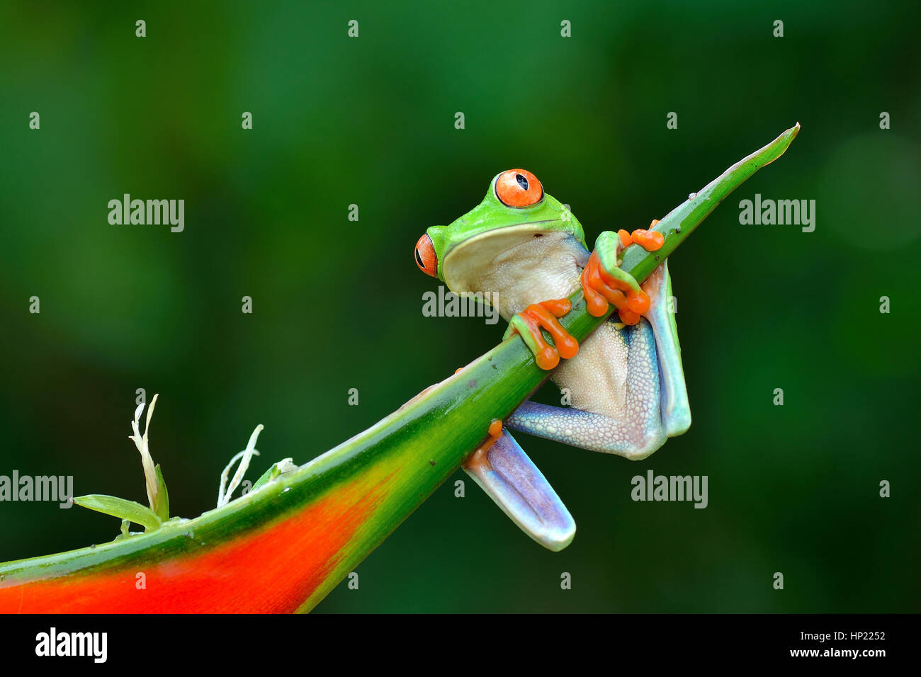 Costa rican frog hi-res stock photography and images - Alamy