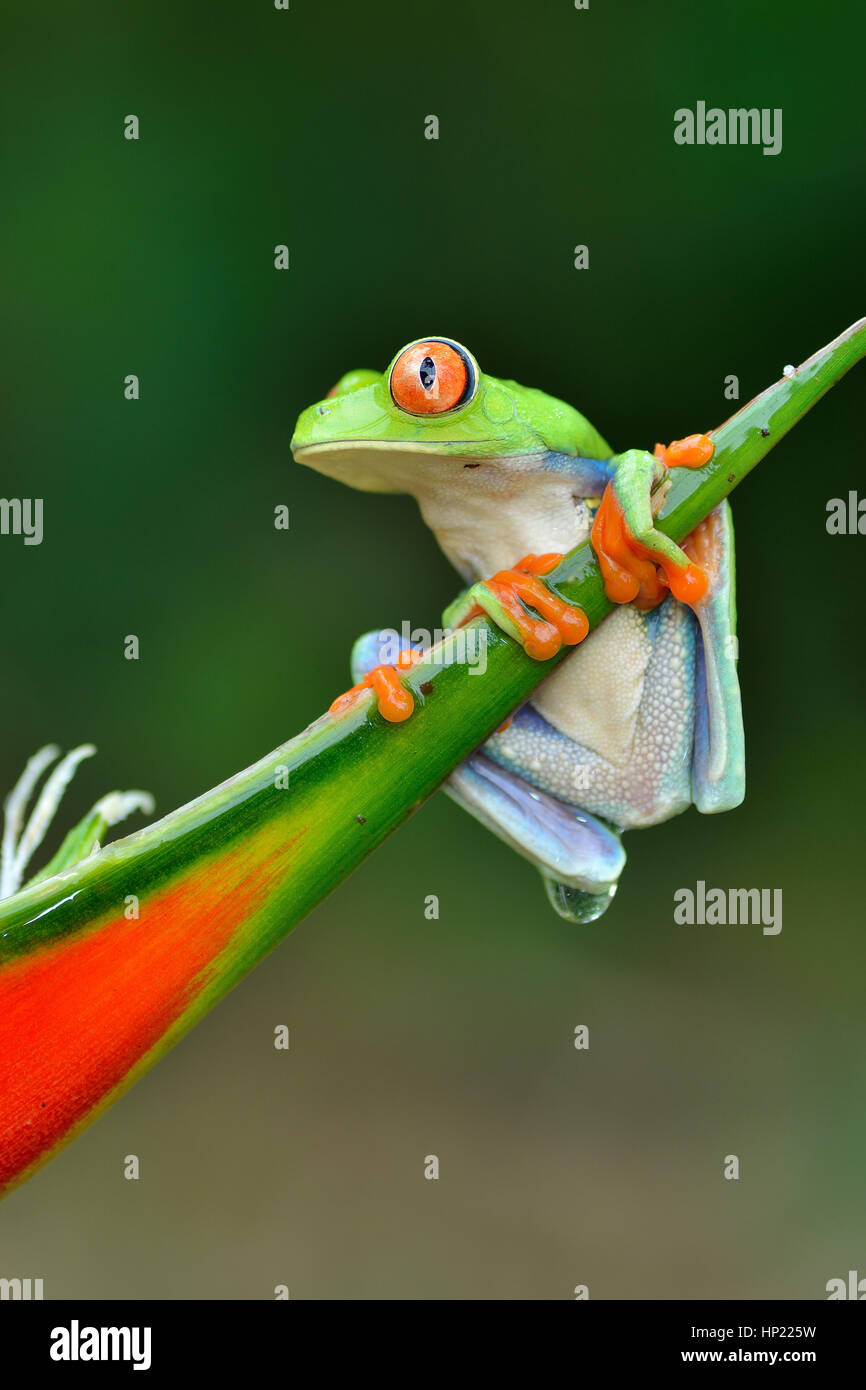 Red-eyed Tree Frog in Costa Rica rain forest Stock Photo - Alamy