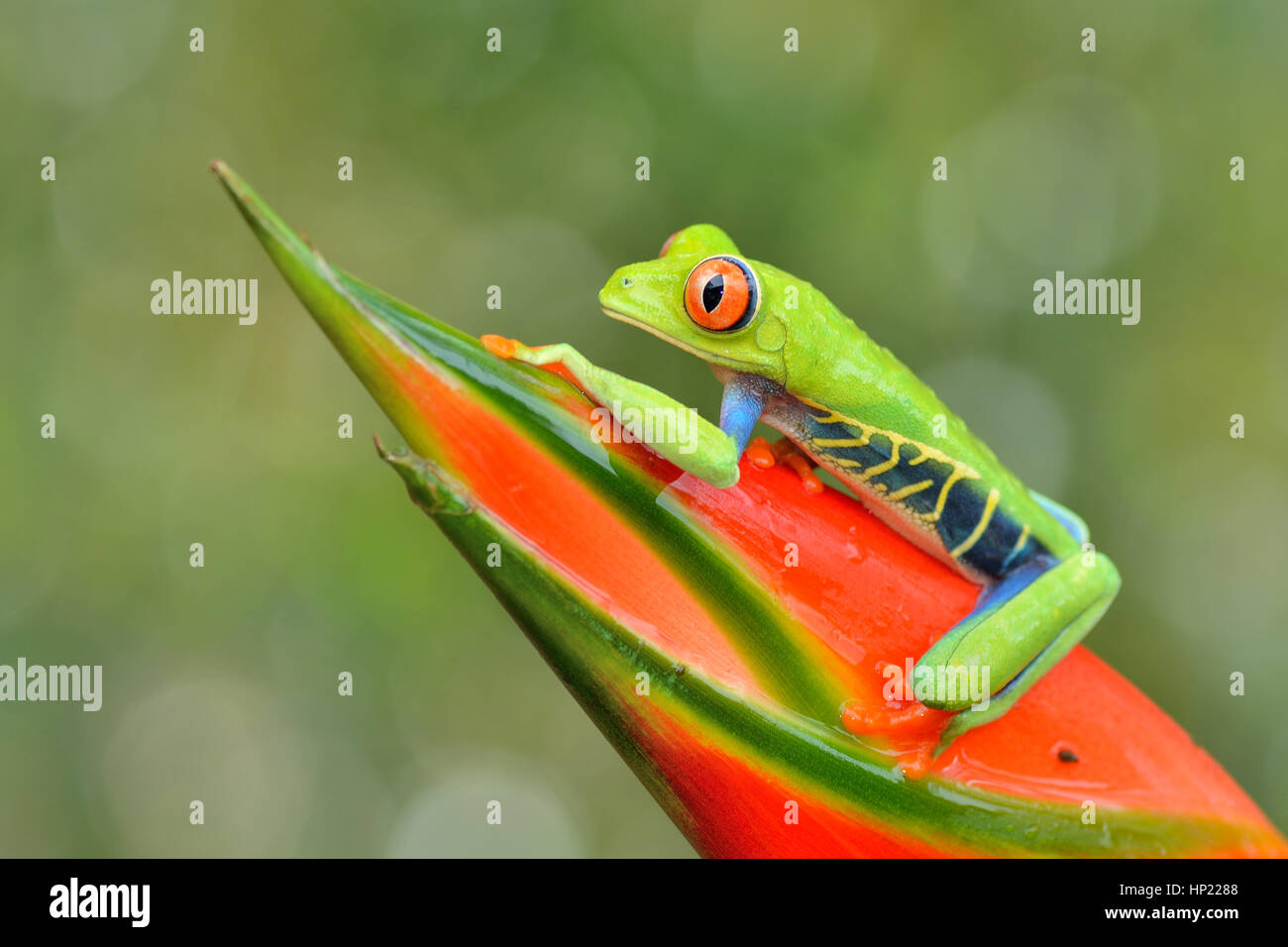 Red-eyed Tree Frog in Costa Rica rain forest Stock Photo - Alamy