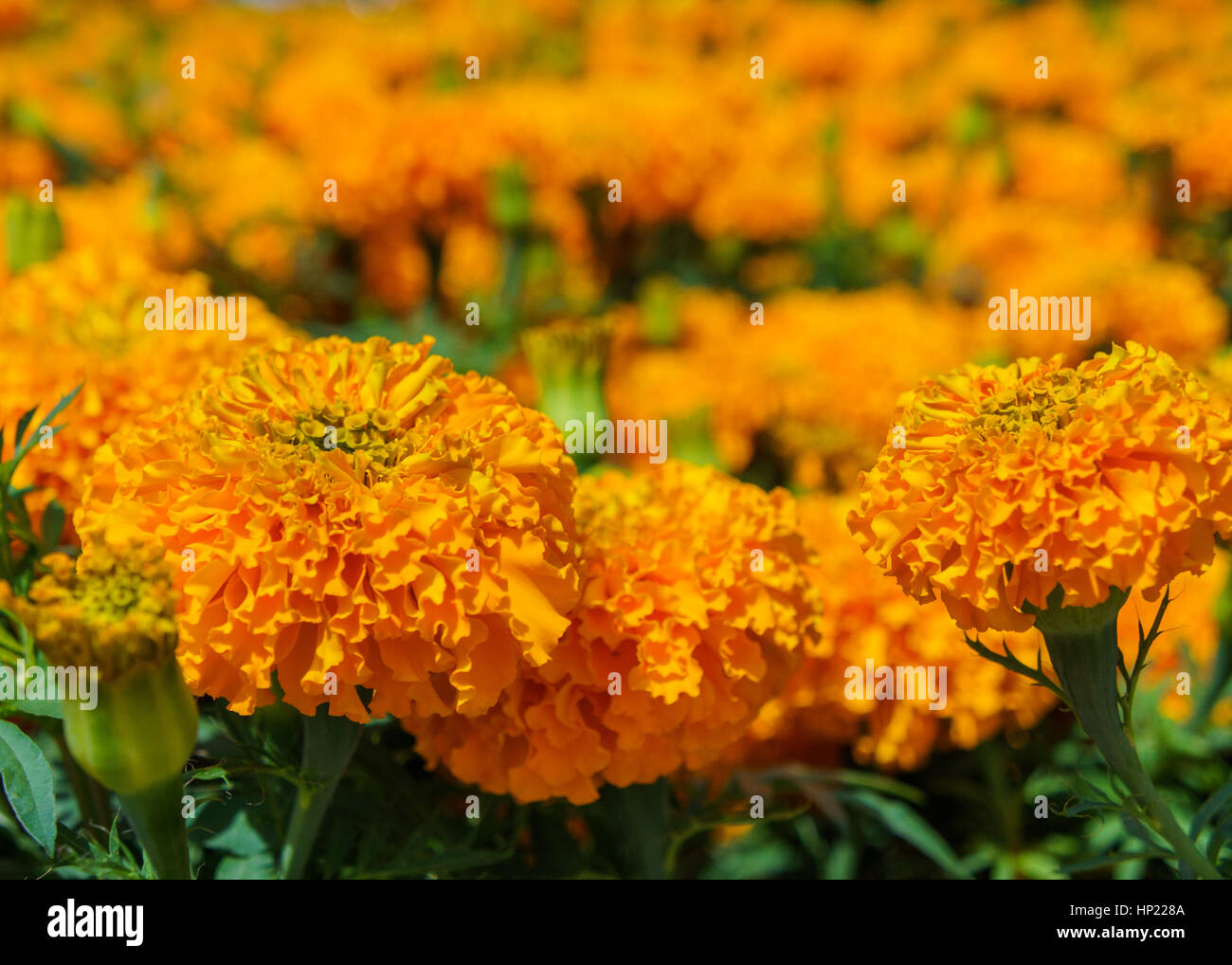 Marigold Flowers Asia High Resolution Stock Photography and Images - Alamy