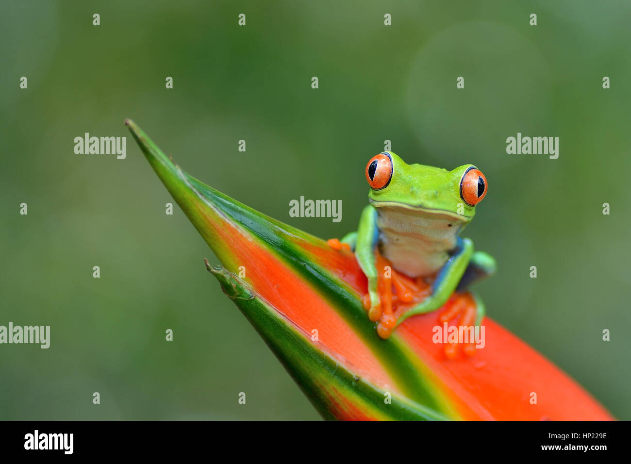 Rana toro de costa rica hi-res stock photography and images - Alamy