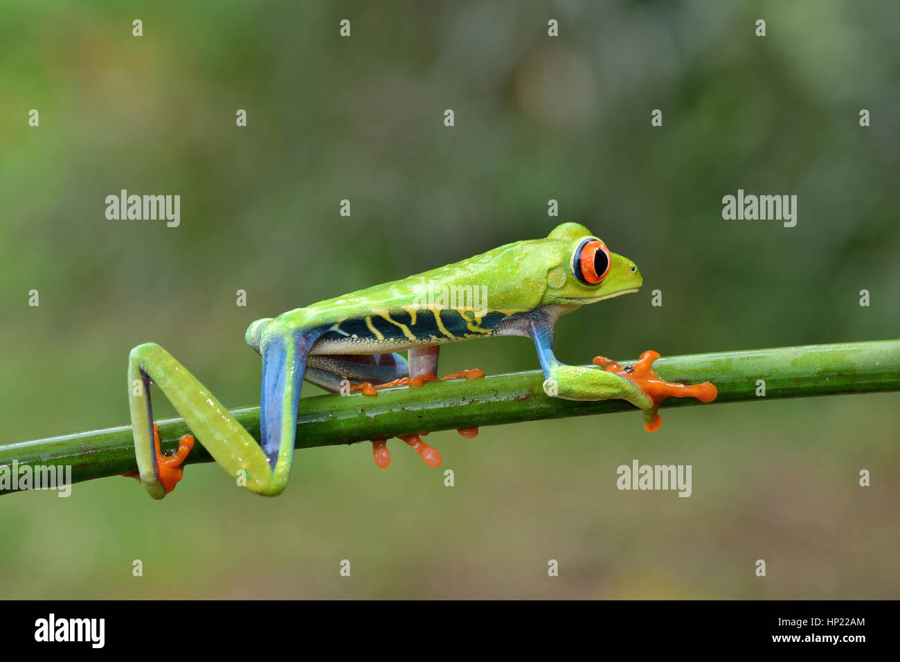 Costa rican frog hi-res stock photography and images - Alamy