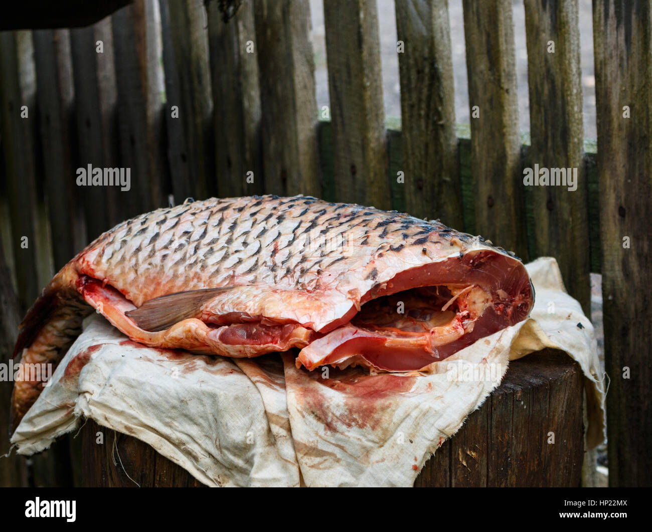 caught fish on the stump is cut with a sharp knife. carp sea Stock ...