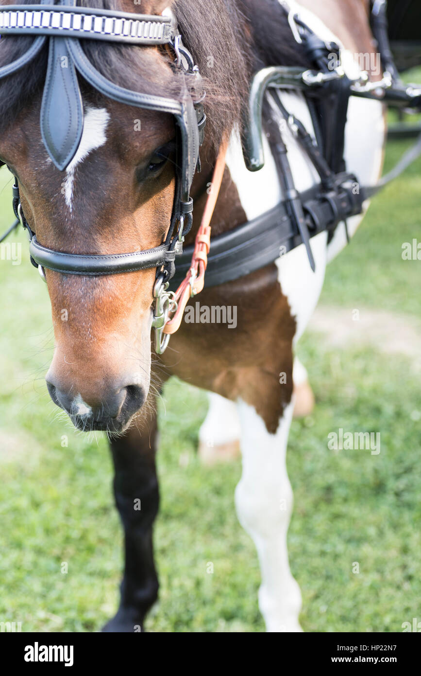 carriage with coachman Stock Photo - Alamy