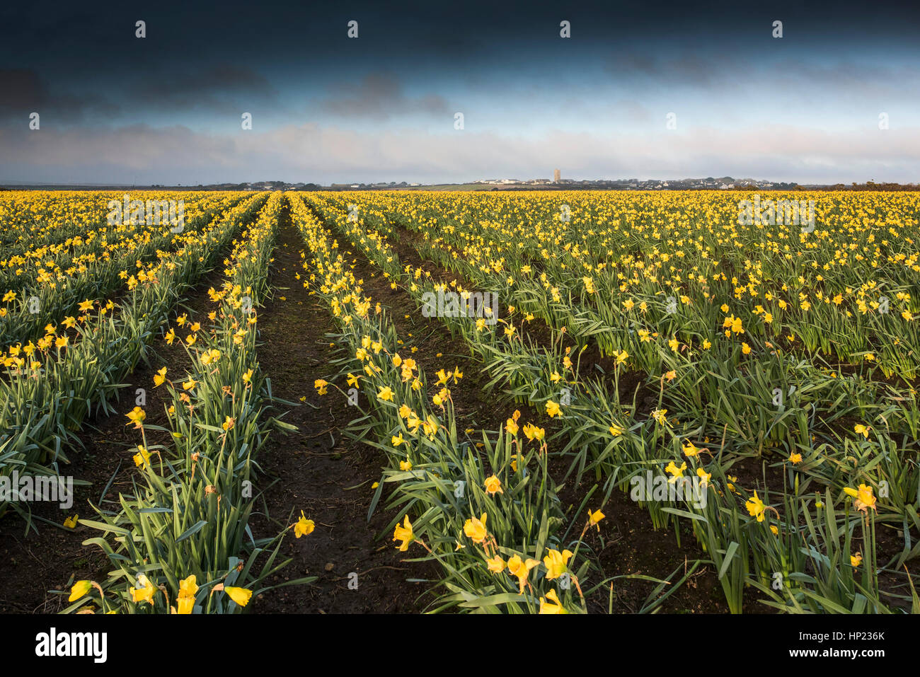 Farming daffodils hi-res stock photography and images - Alamy