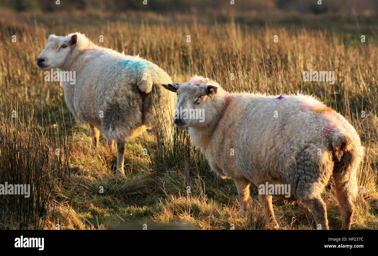 A portrait of two ewe's enjoying the weak winter's sunshine in a field ...