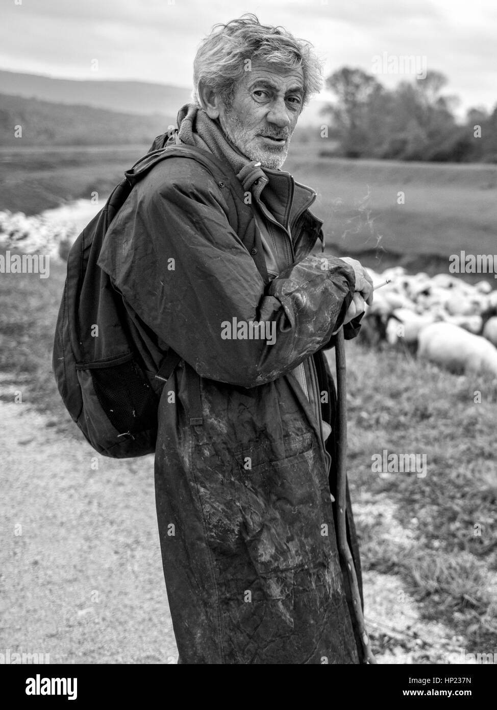 Shepperd hi-res stock photography and images - Alamy